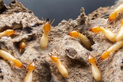 Expert Termite Tenting Solutions for Long-Term Protection